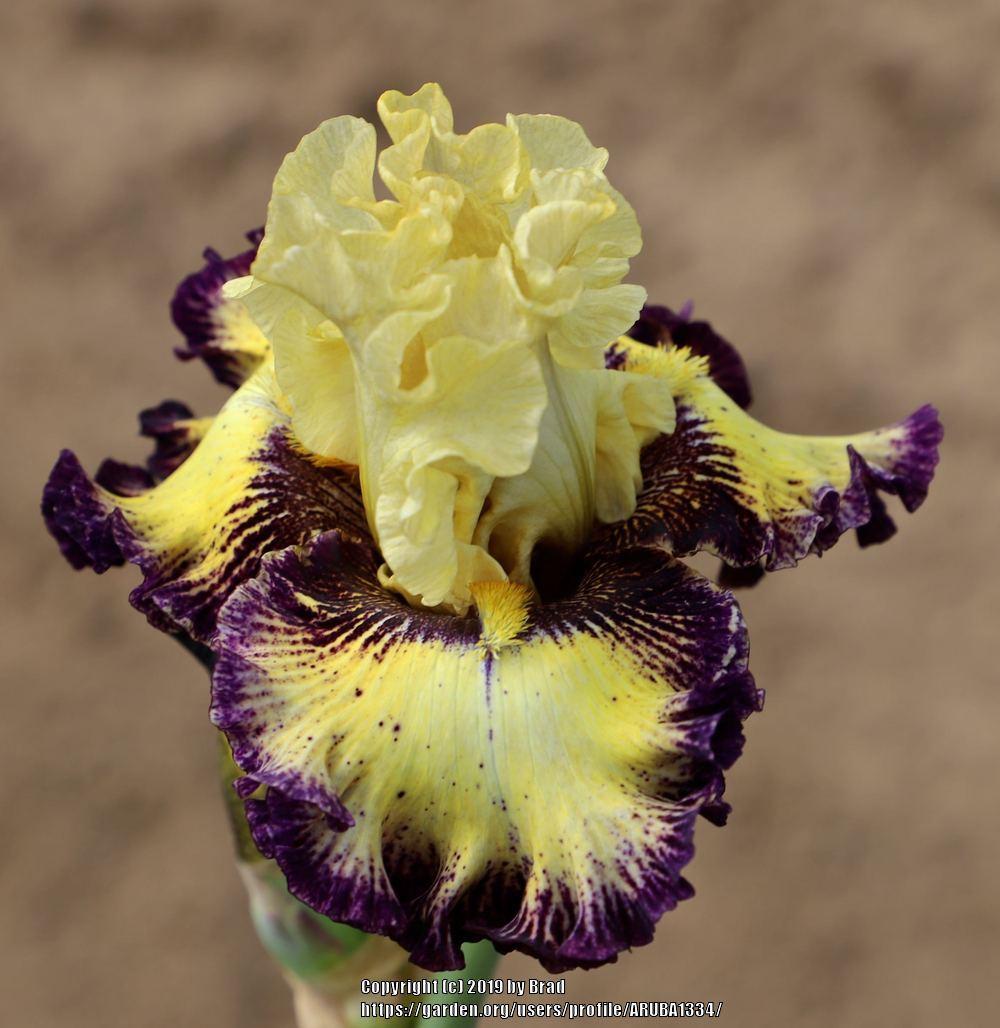 Tall Bearded Iris (Iris 'Hold the Line') in the Irises Database ...