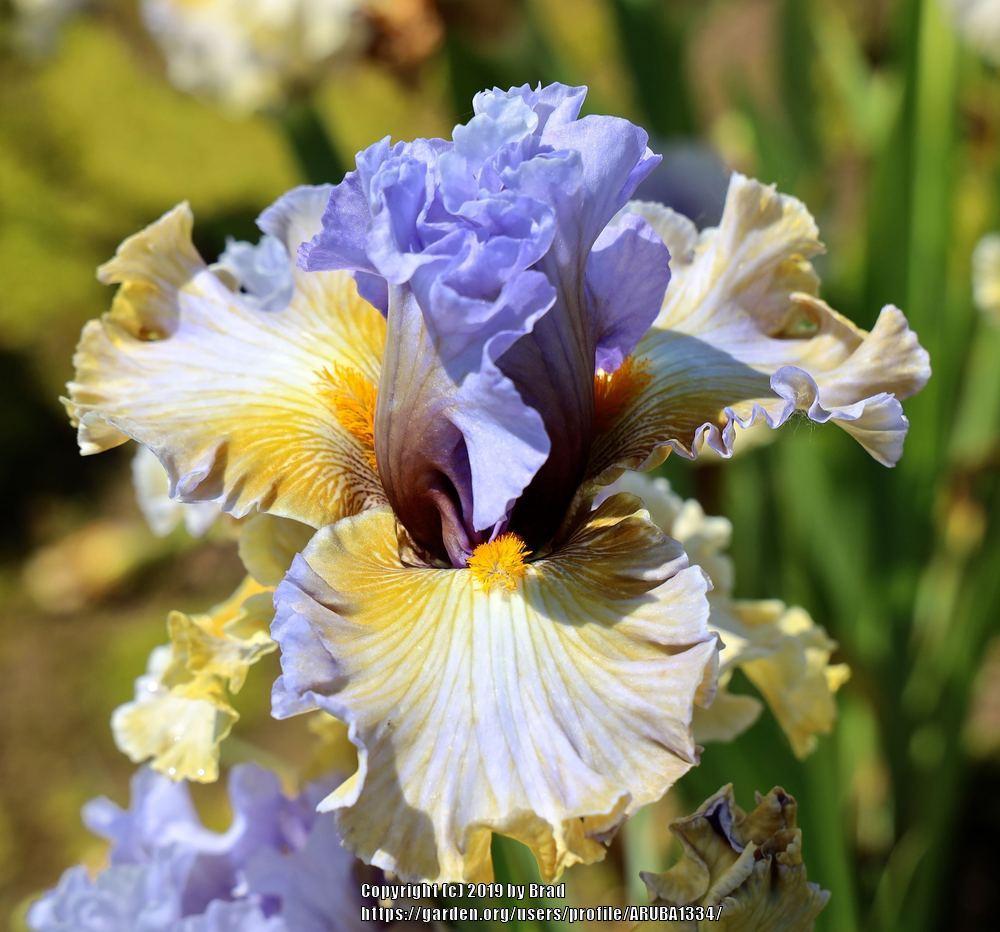 Tall Bearded Iris (Iris 'Collusion') in the Irises Database - Garden.org