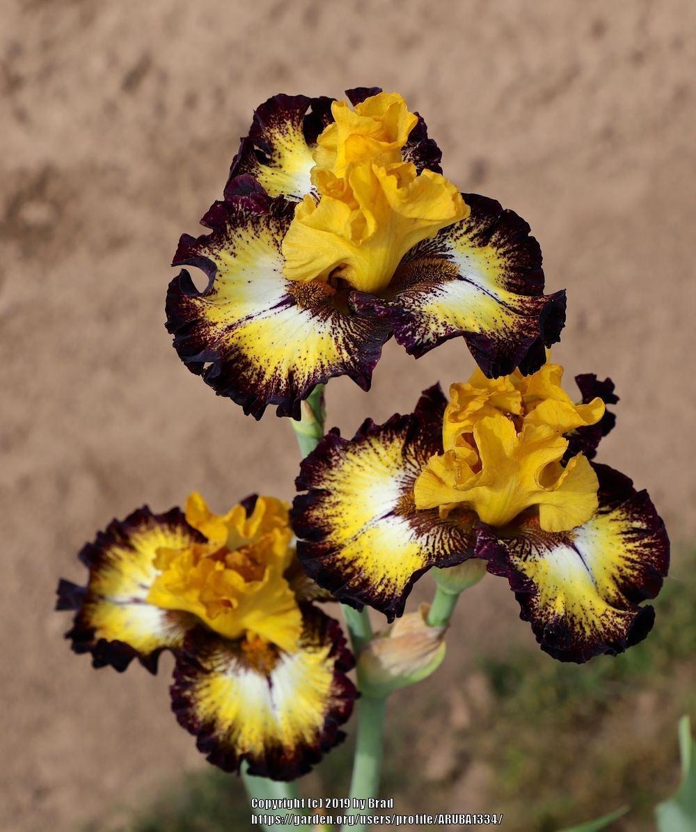 Photo of the bloom of Tall Bearded Iris (Iris 'Magic Ring') posted by ...
