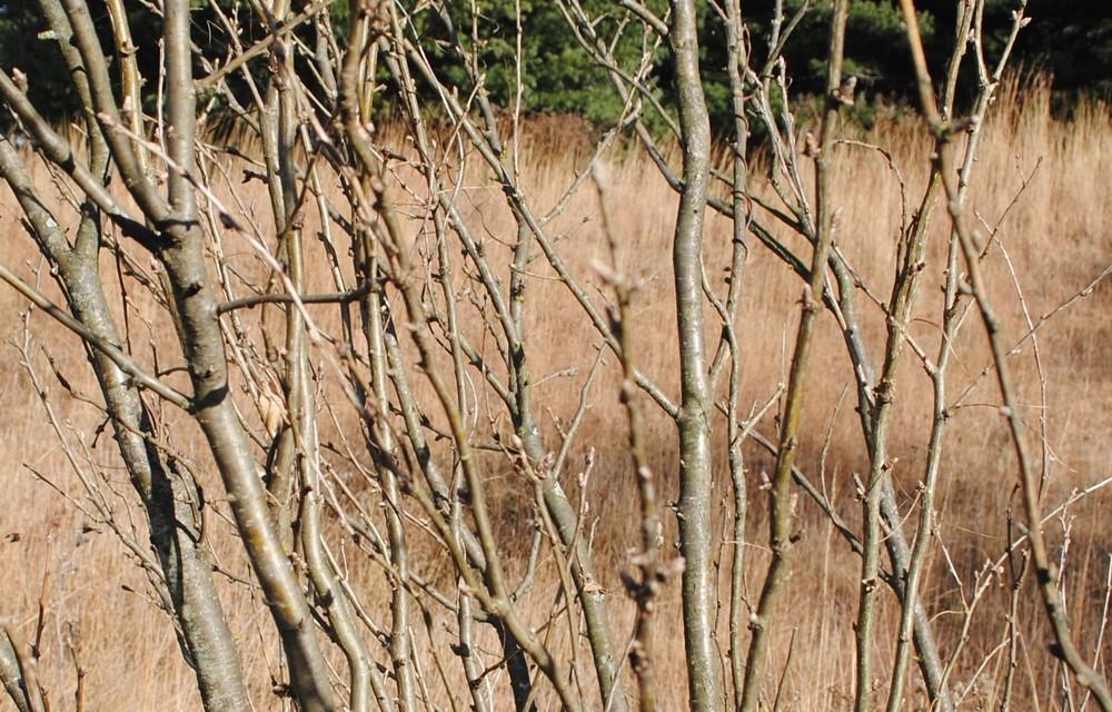Caragana Arborescens Winter