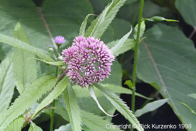 Eupatoriums: Plant Care and Collection of Varieties - Garden.org