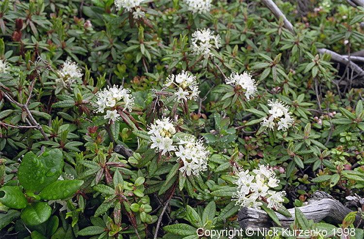 Crystal Tea (Rhododendron tomentosum) in the Rhododendrons Database ...