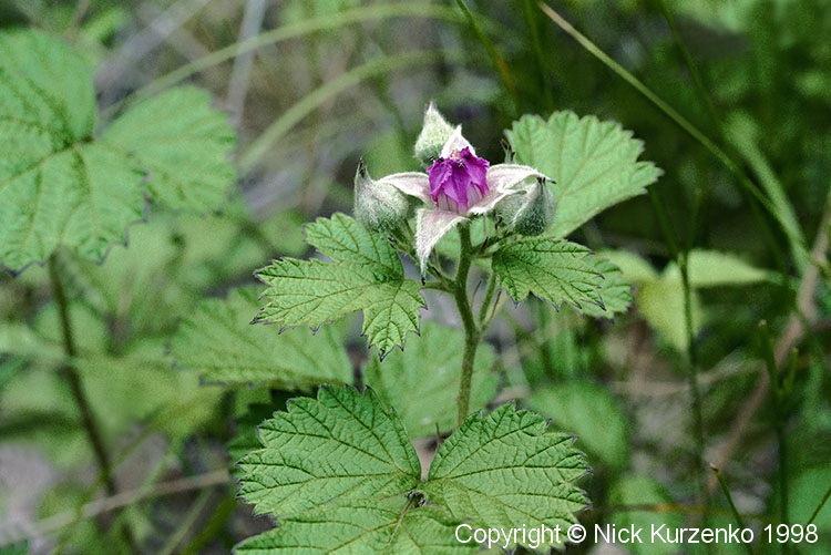 Japanese Raspberry (Rubus parvifolius) in the Rubus Database - Garden.org