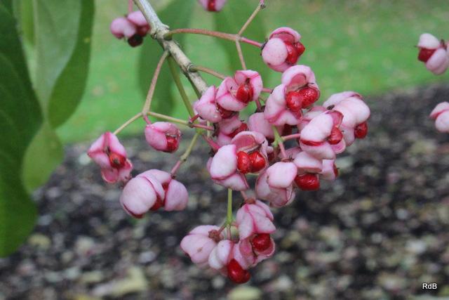Photo of the fruit of Hamilton's Spindletree (Euonymus hamiltonianus ...