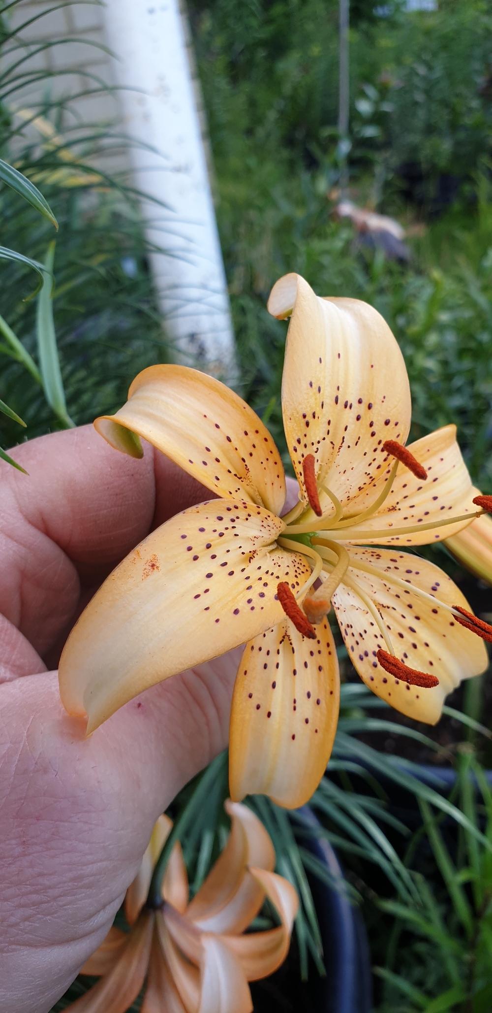 Australian lily season opens in the Lilies forum - Garden.org