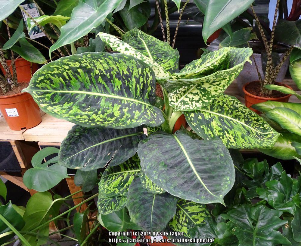 Dieffenbachias: Plant Care and Collection of Varieties - Garden.org