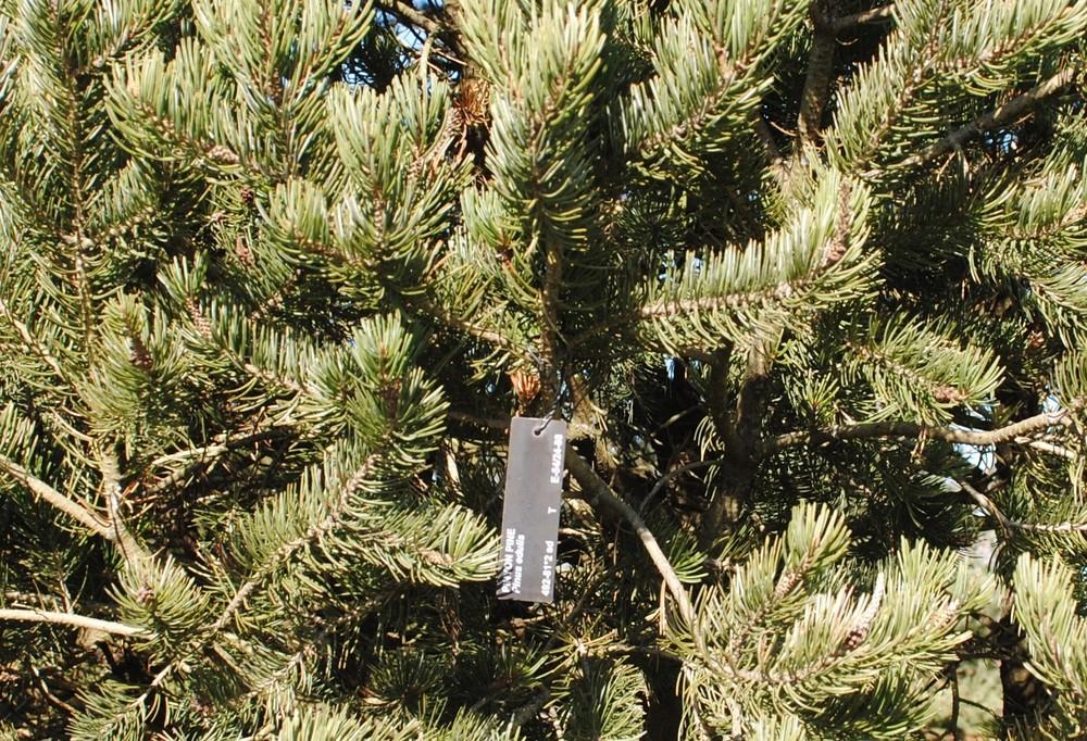 Photo of the leaves of Two-Needle Pinon Pine (Pinus edulis) posted by ...