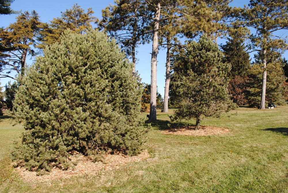 Photo of the entire plant of Two-Needle Pinon Pine (Pinus edulis) posted by ILPARW - Garden.org
