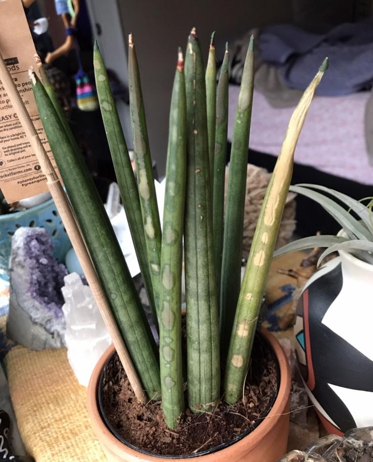Potential sunburn on my snake plant? in the Pests and Diseases forum ...