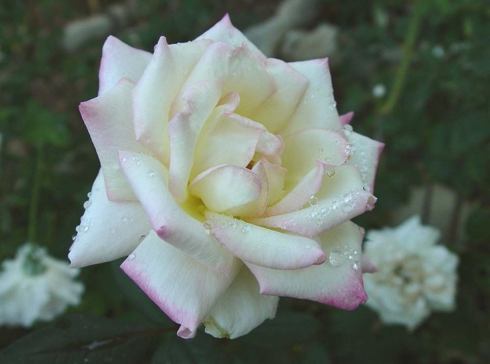 Rose (Rosa 'Polly') in the Roses Database - Garden.org