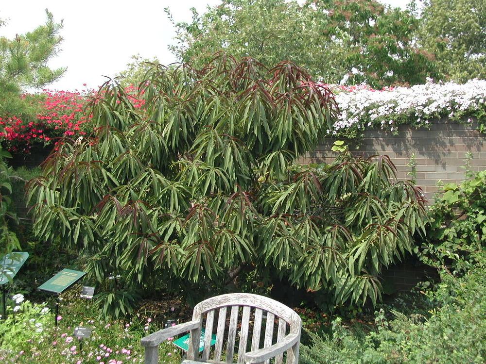 Ornamental Peach (Prunus persica 'Bonfire') in the Peaches Database ...