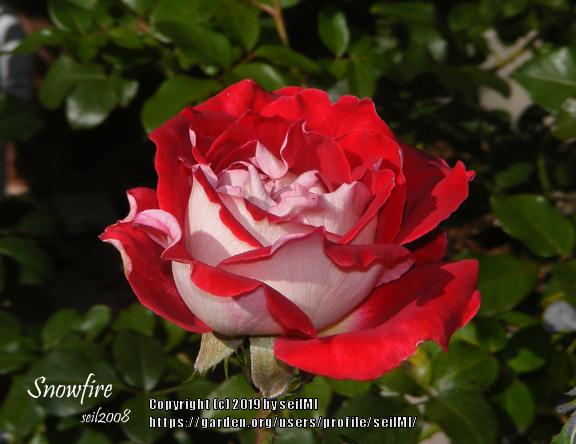 Photo of the bloom of Rose (Rosa 'Snowfire') posted by seilMI - Garden.org