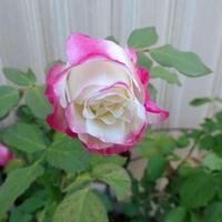 Rose (Rosa 'Delany Sisters') in the Roses Database - Garden.org