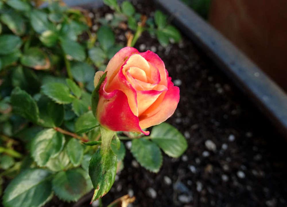 Rose (Rosa 'Polynesian Sunset') in the Roses Database - Garden.org