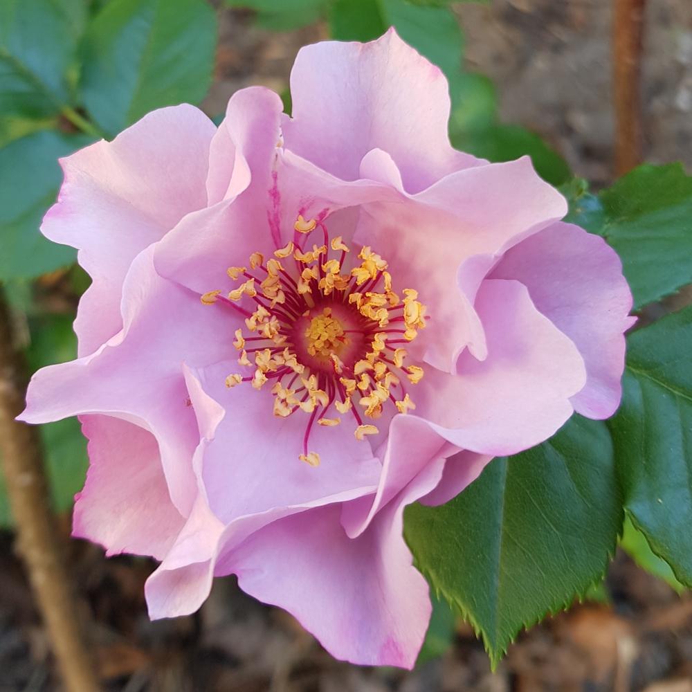 Rose (Rosa 'Odyssey') in the Roses Database - Garden.org