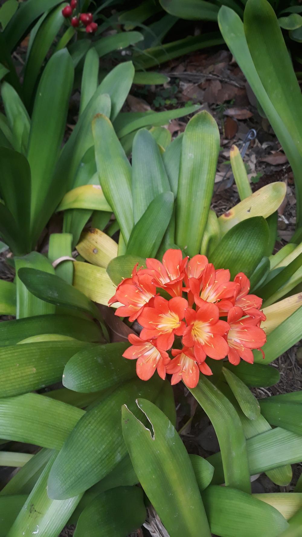 Clivias: Plant Care and Collection of Varieties - Garden.org