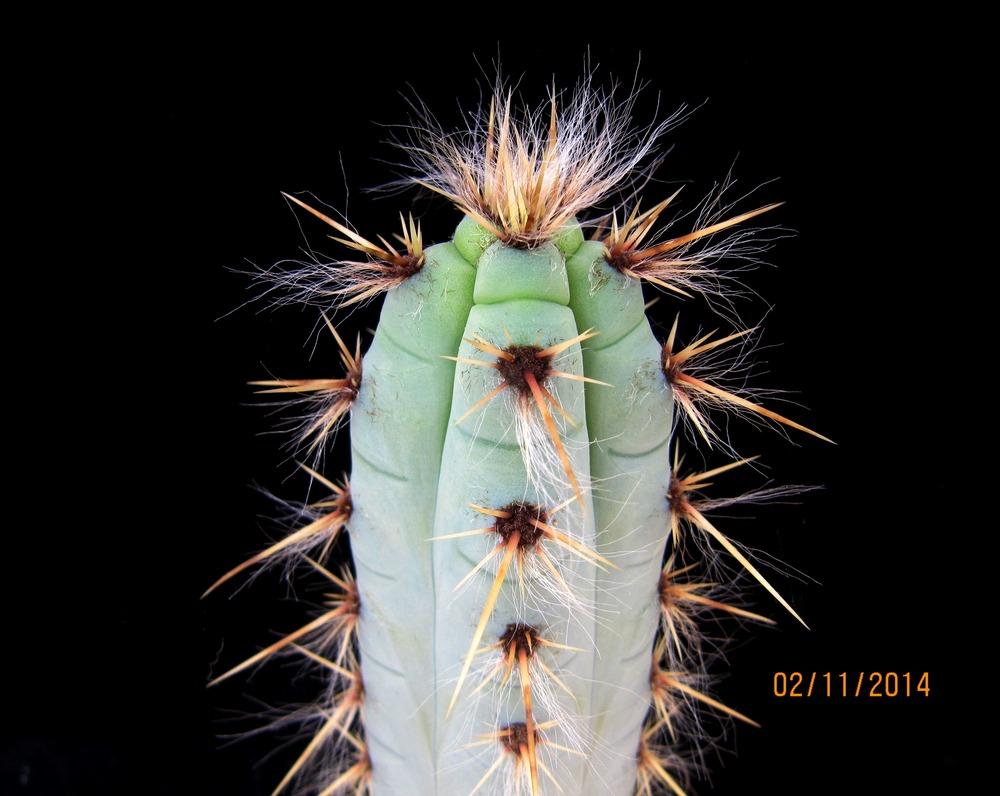 Pilosocereus glaucochrous - Garden.org