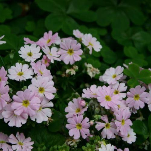 Primrose (Primula malacoides 'Ballerina') in the Primroses Database ...