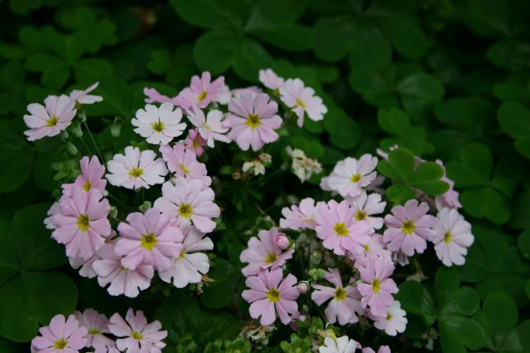 Primrose (Primula malacoides 'Ballerina') in the Primroses Database ...