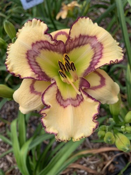 Daylily (Hemerocallis 'Chinese Melody') in the Daylilies Database ...