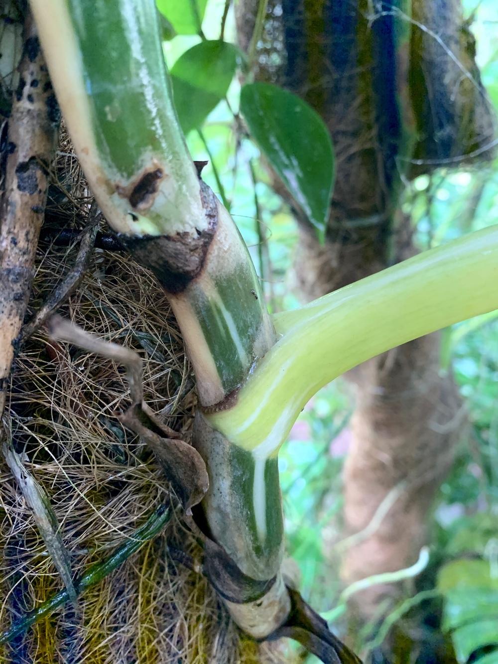 Where is the node? in the Philodendrons, Elephant Ears, and Other ...