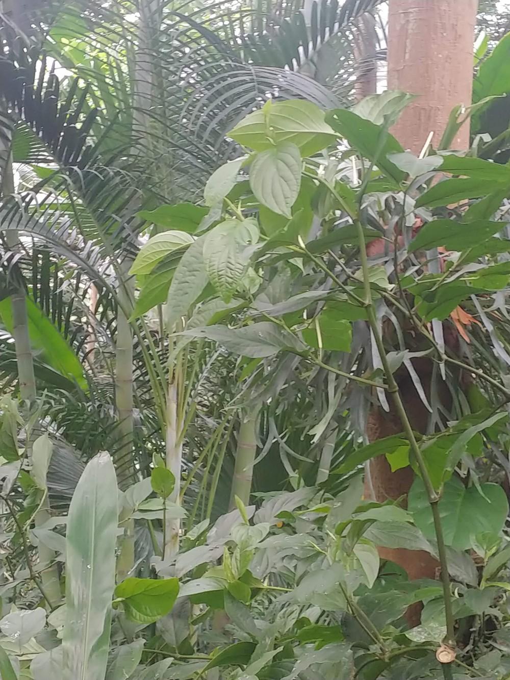 Piper hispidum - Garden.org