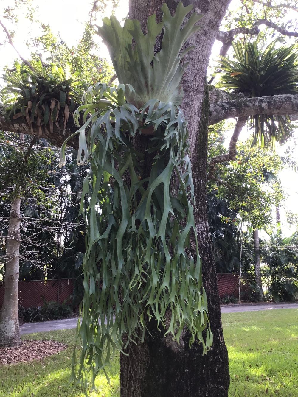 Stag horn in the Ferns forum - Garden.org