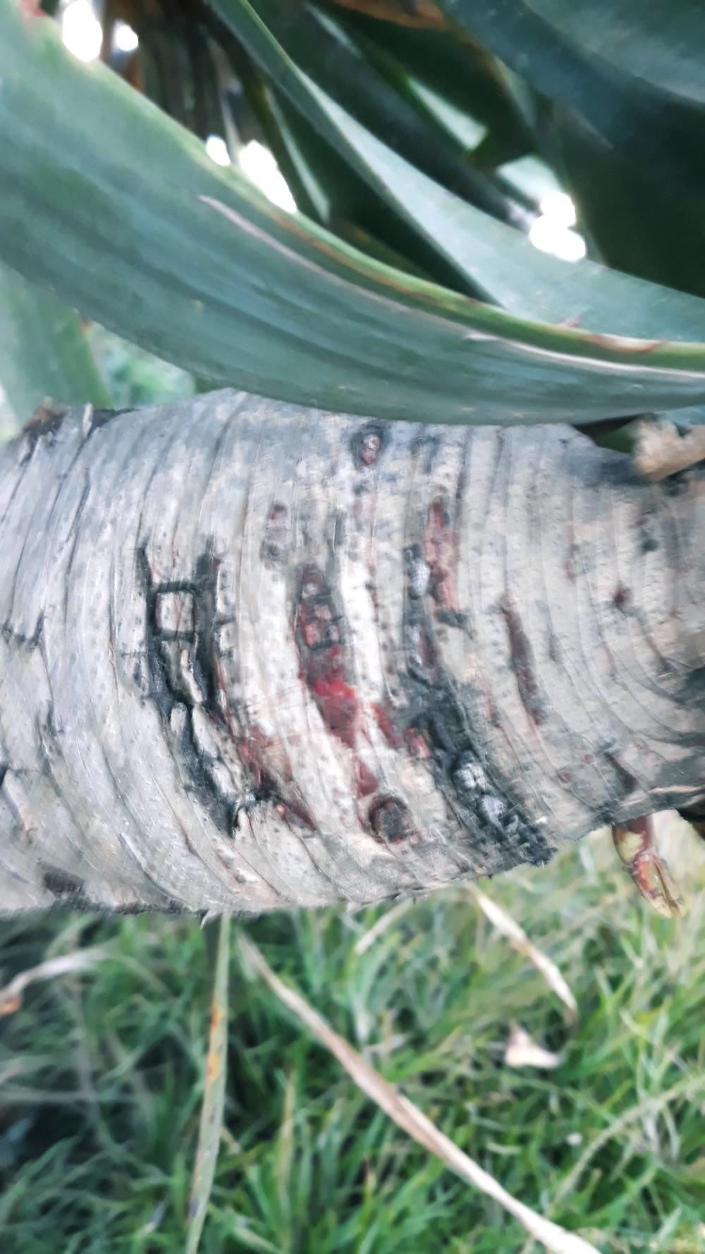 Photo of the stem, scape, stalk or bark of Canary Islands Dragon Tree ...