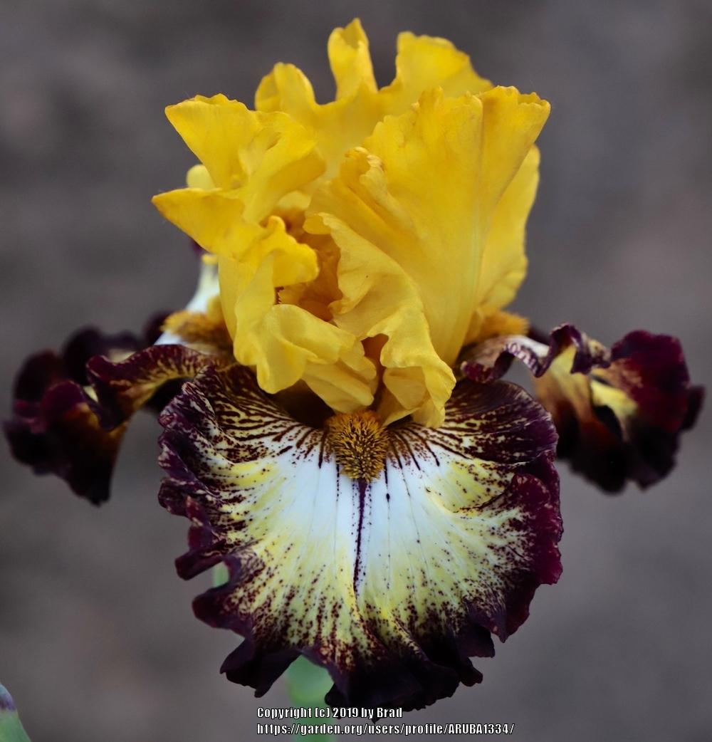 Tall Bearded Iris (Iris 'Magic Ring') in the Irises Database - Garden.org