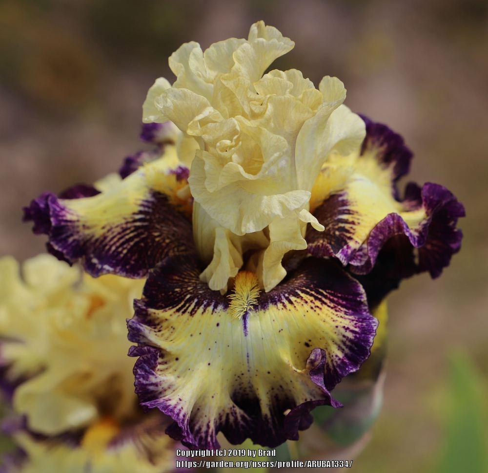 Photo of the bloom of Tall Bearded Iris (Iris 'Hold the Line') posted ...