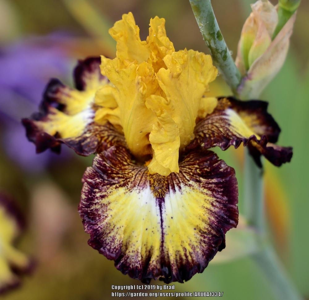 Photo of the bloom of Tall Bearded Iris (Iris 'Magic Ring') posted by ...