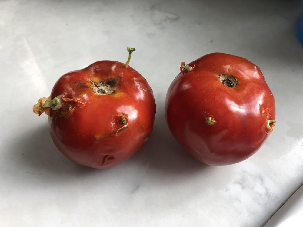 Even Weirder Tomatoes in Weird Tomatoes - Garden.org