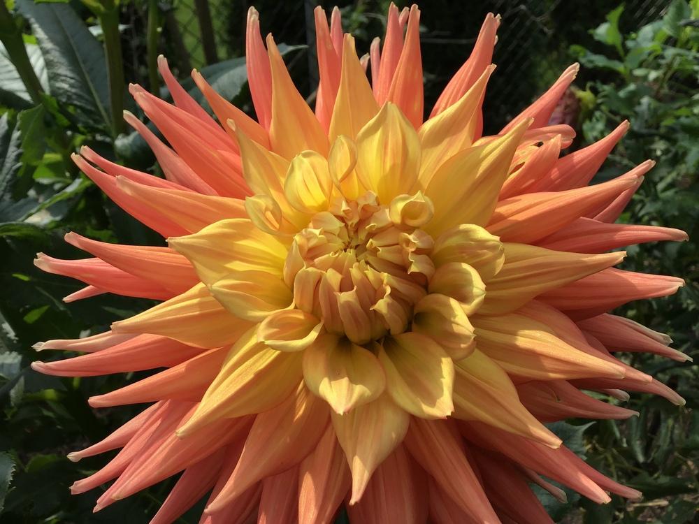 Dahlia 'AC Ben' in the Dahlias Database - Garden.org