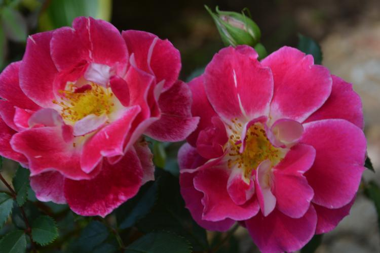 Rose (Rosa 'Slater's Crimson China') in the Roses Database - Garden.org