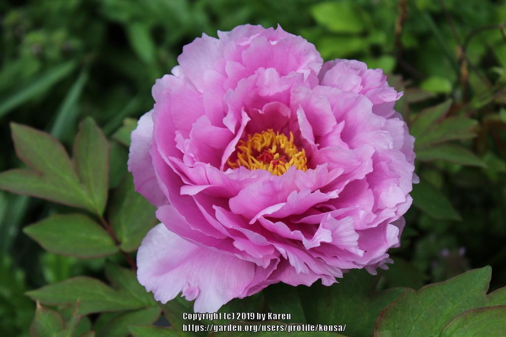 Photo of the bloom of Japanese Tree Peony (Paeonia x suffruticosa ...