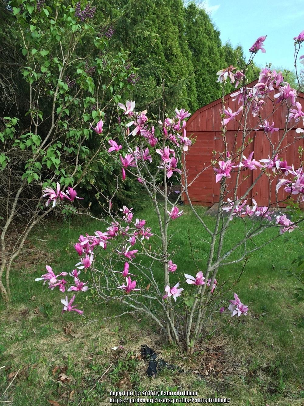 Photo of the entire plant of Magnolia 'Ricki' posted by Paintedtrillium ...