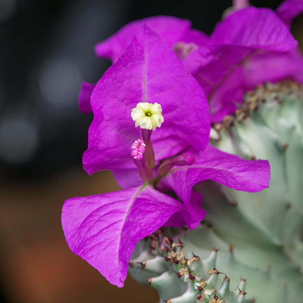 Bougainvilleas: Plant Care and Collection of Varieties - Garden.org