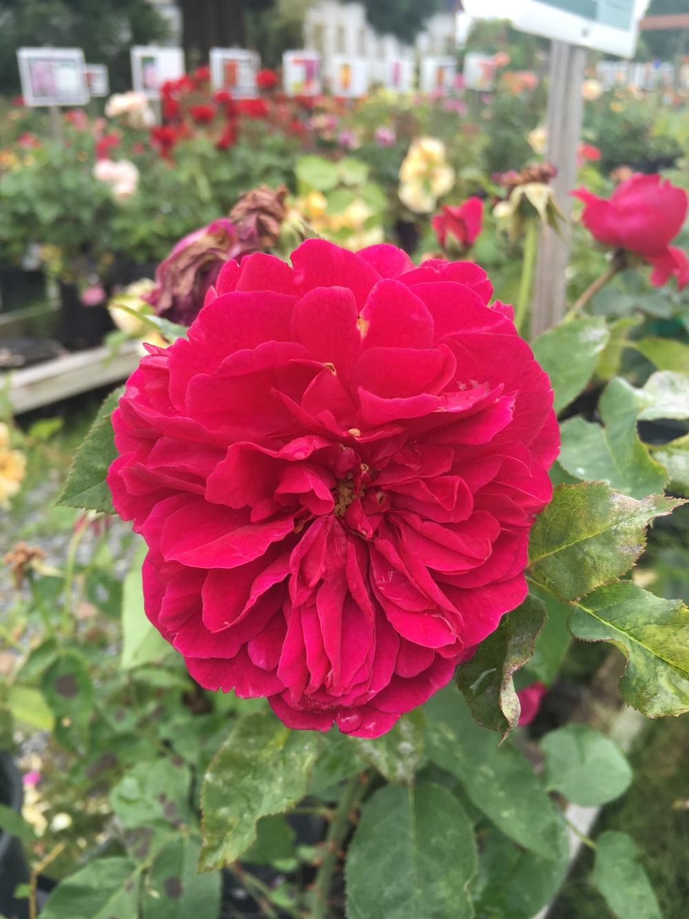 Rose (Rosa 'Falstaff') in the Roses Database - Garden.org