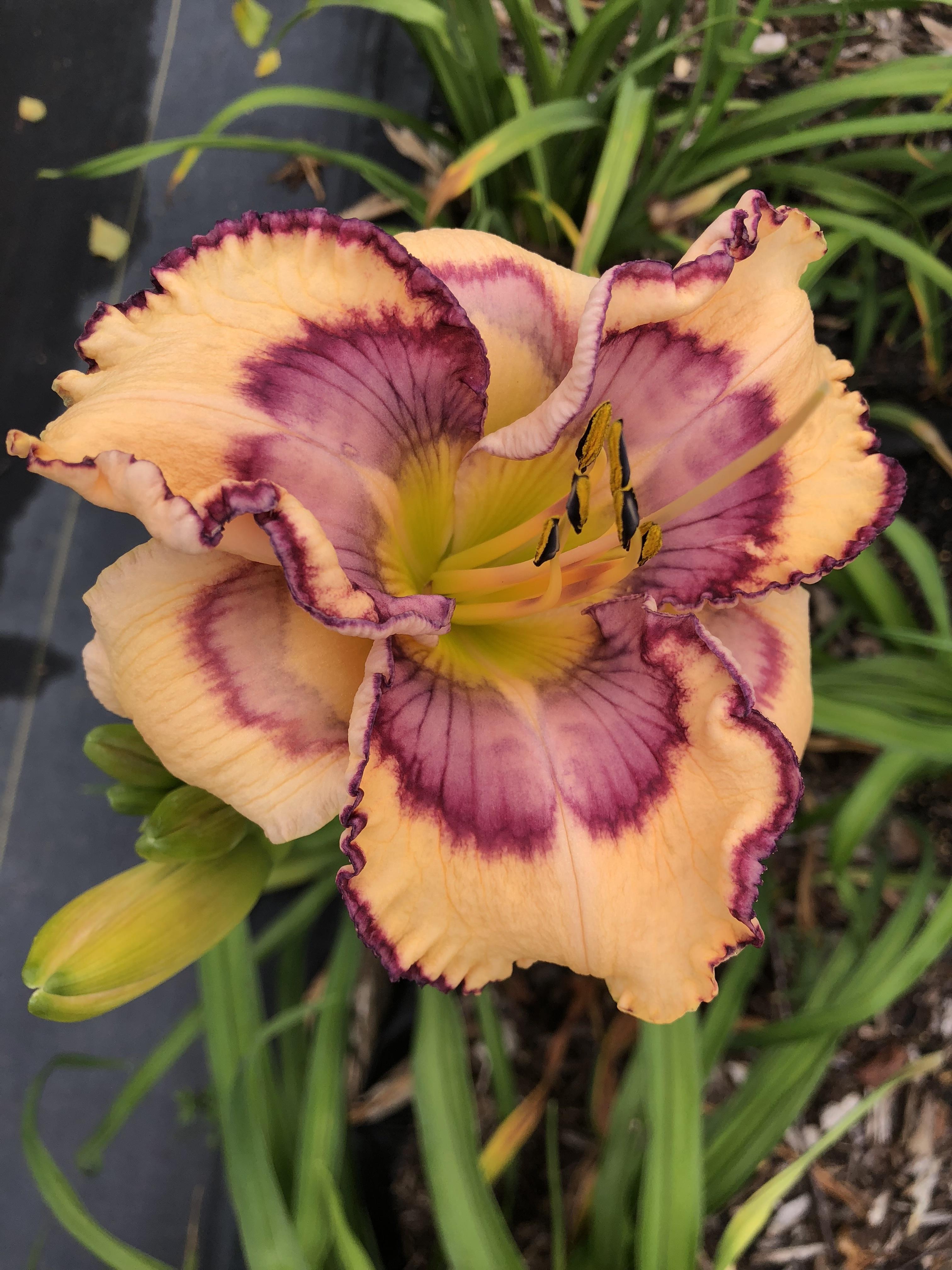 Photo of the bloom of Daylily (Hemerocallis 'Sunset Riviera') posted by ...