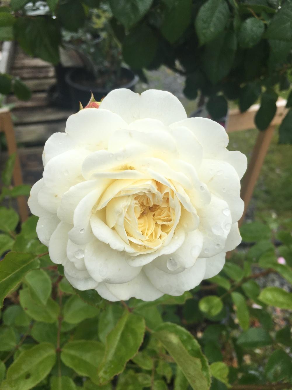 Rose (Rosa 'Tranquillity') in the Roses Database - Garden.org