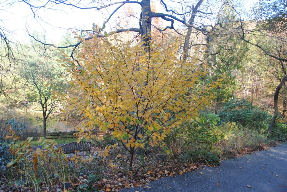 Photo of the fall color of Ozark Witch Hazel (Hamamelis vernalis ...