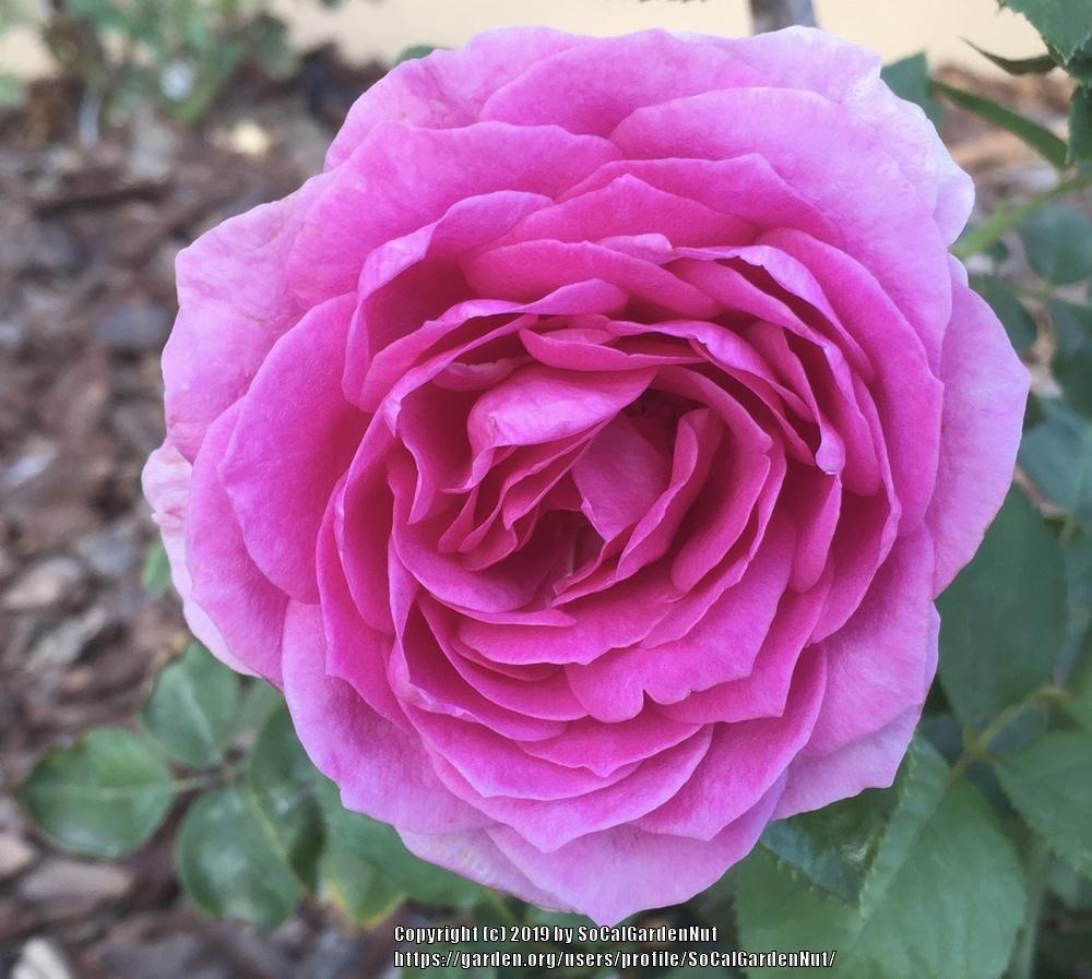 Rose (Rosa 'Simply Magnifiscent') in the Roses Database - Garden.org