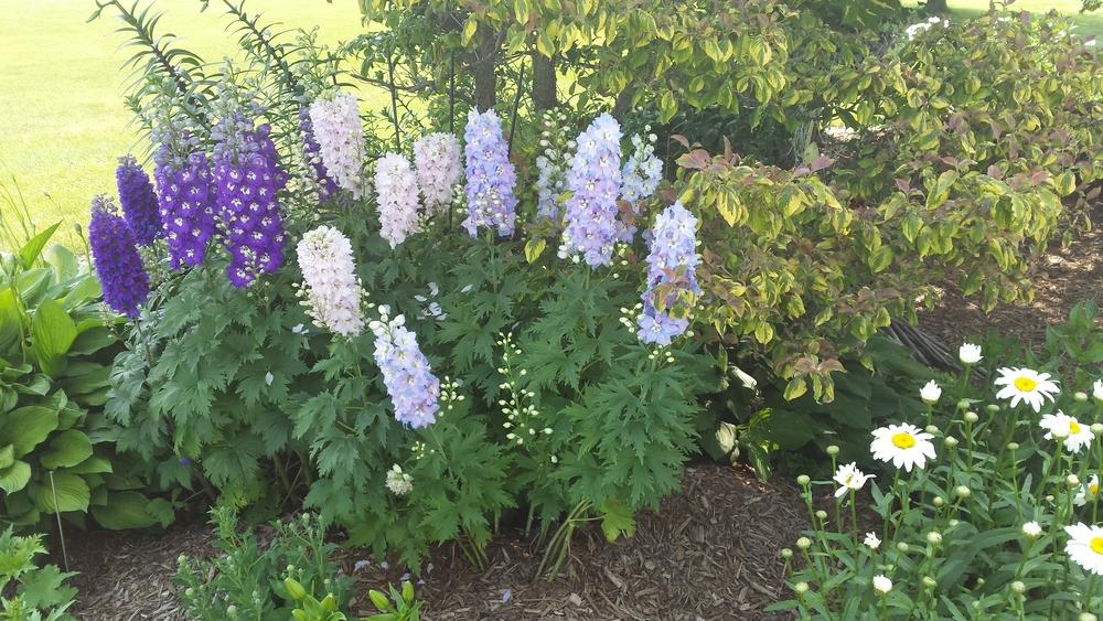 Delphinium seedlings in the All Things Gardening forum - Garden.org