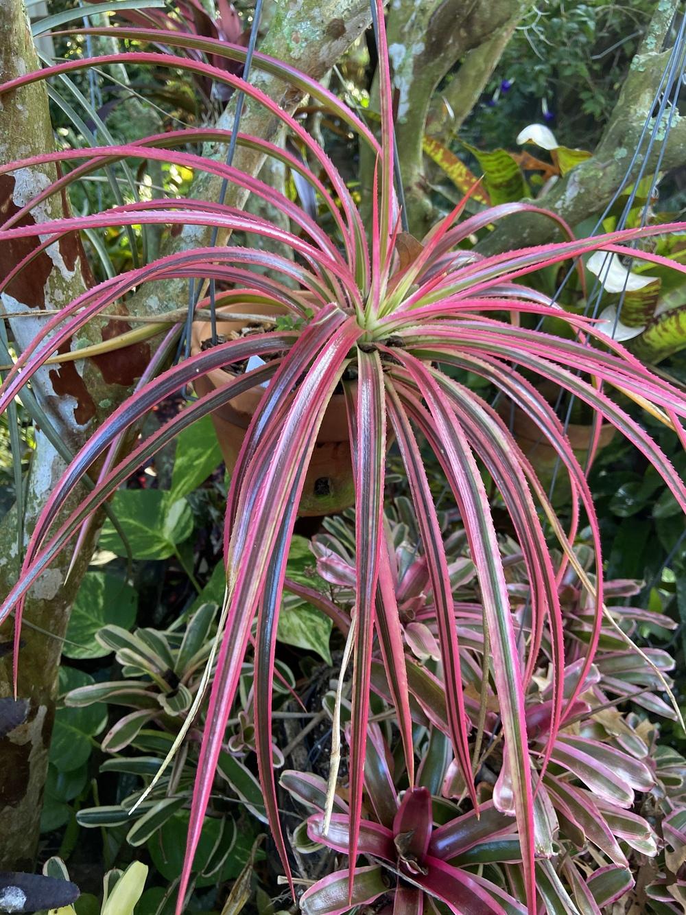 Photo of the winter interest of Bromeliad (XNeophytum 'Galactic Warrior') posted by sunkissed ...