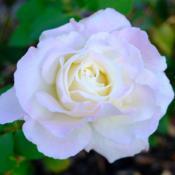 Rose (Rosa 'White Lightnin'') in the Roses Database - Garden.org