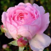 Rose (Rosa 'Pretty Jessica') in the Roses Database - Garden.org