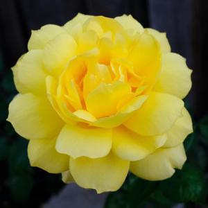 Rose (Rosa 'Gold Glow') in the Roses Database - Garden.org