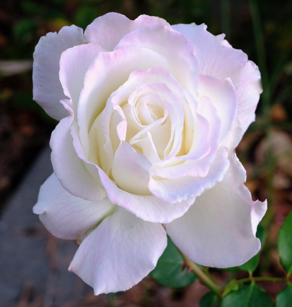 Photo of the bloom of Rose (Rosa 'White Lightnin'') posted by ...