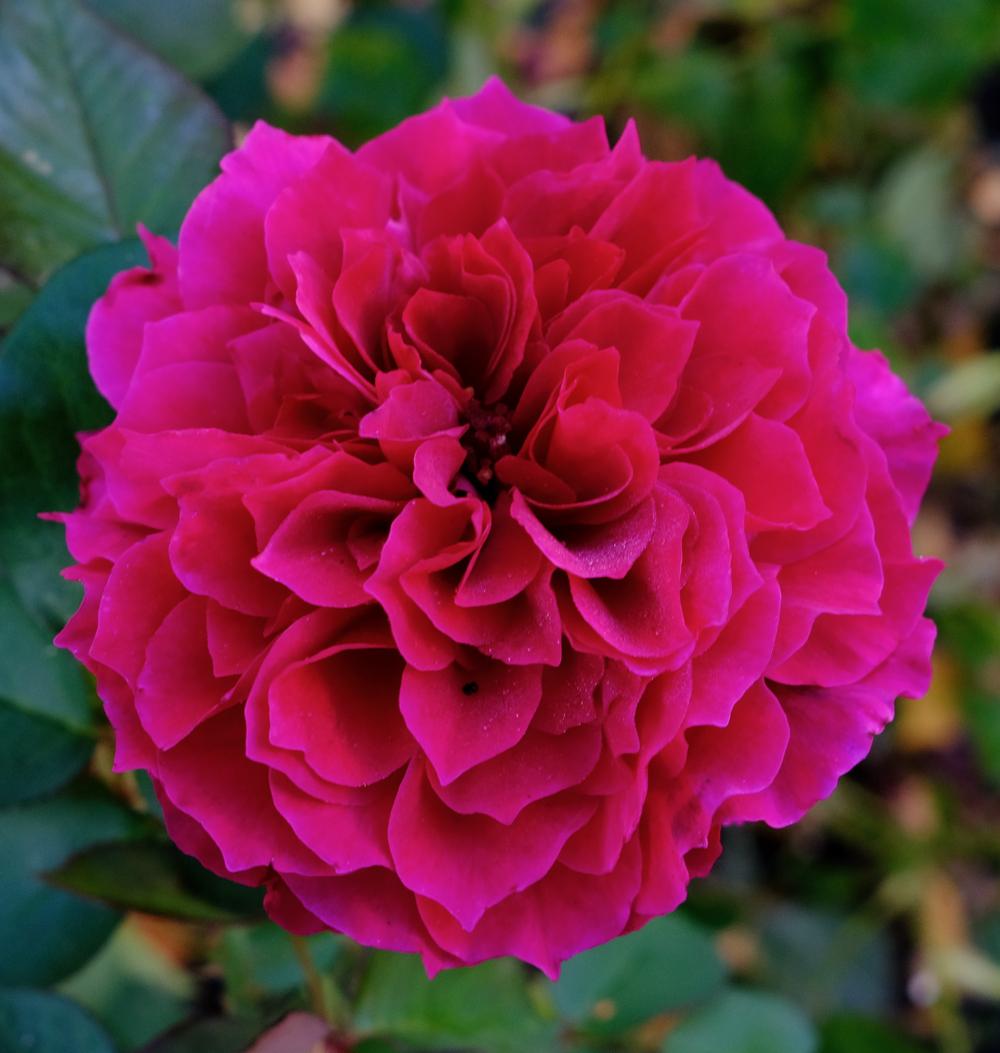 Photo of the bloom of Rose (Rosa 'Prospero') posted by AnnKNCalif ...