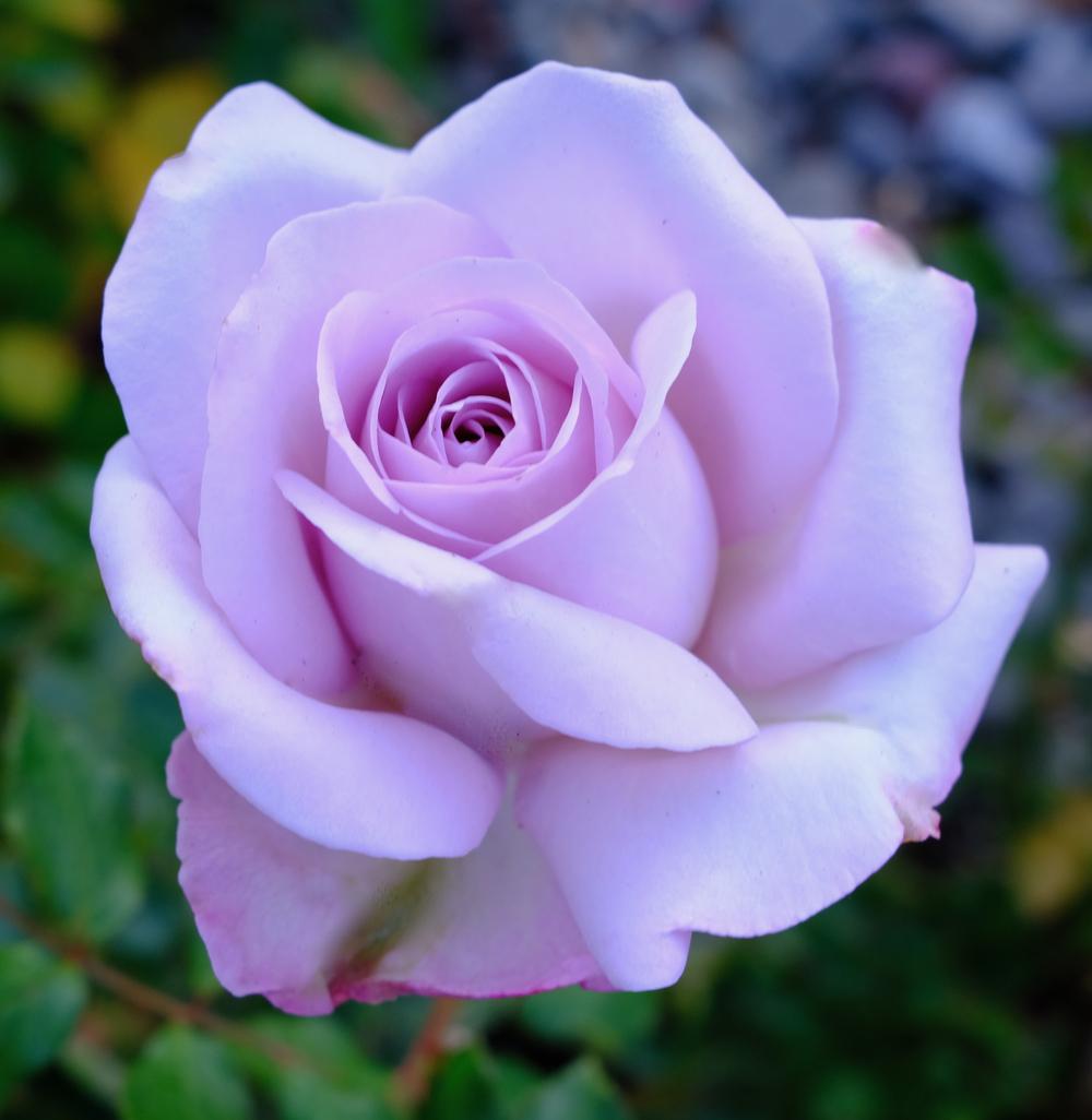 Photo of the bloom of Rose (Rosa 'Nicole Carol Miller') posted by ...